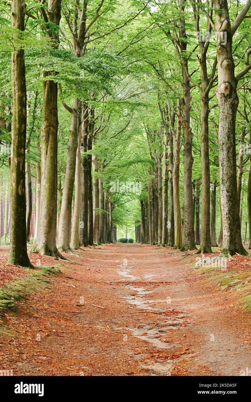 Common beeches forest fagus sylvatica in spring hi-res stock ...