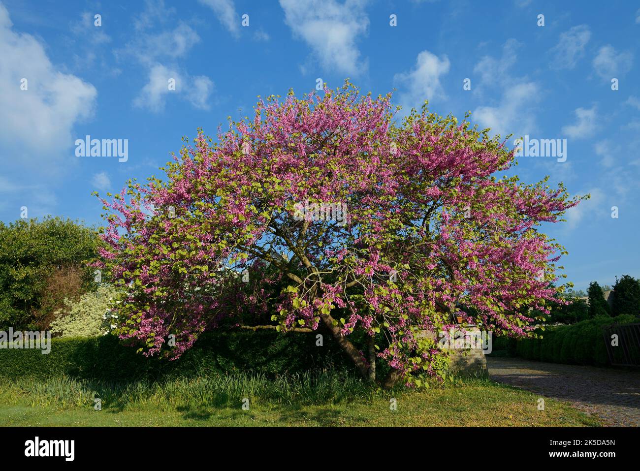 Common Judas tree (Cercis siliquastrum) flowering, West Flanders ...