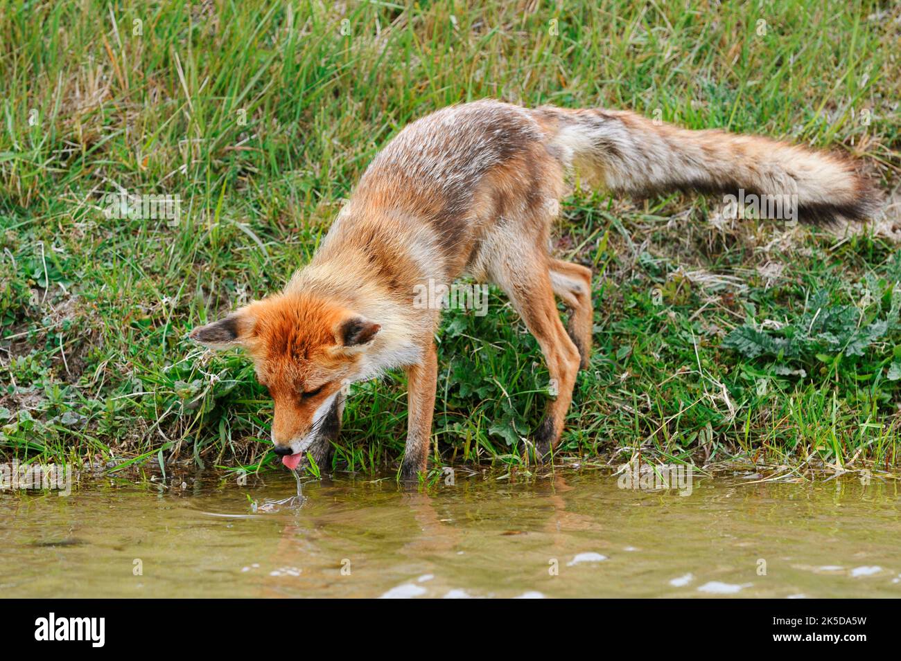 Red fox (Vulpes vulpes) drinking at a pond, Netherlands Stock Photo - Alamy