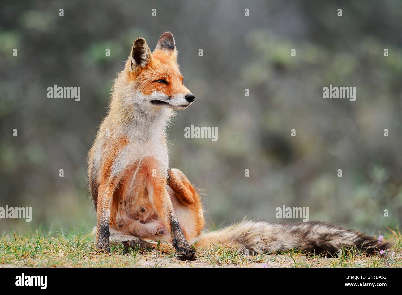 Red fox female prey hi-res stock photography and images - Alamy