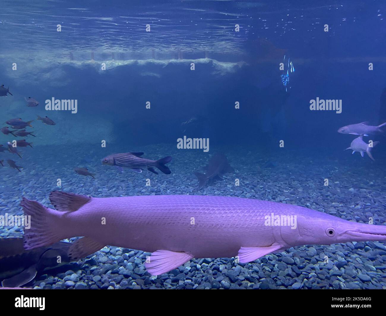 A group of pike fish in the natural habitat, underwater world Stock ...