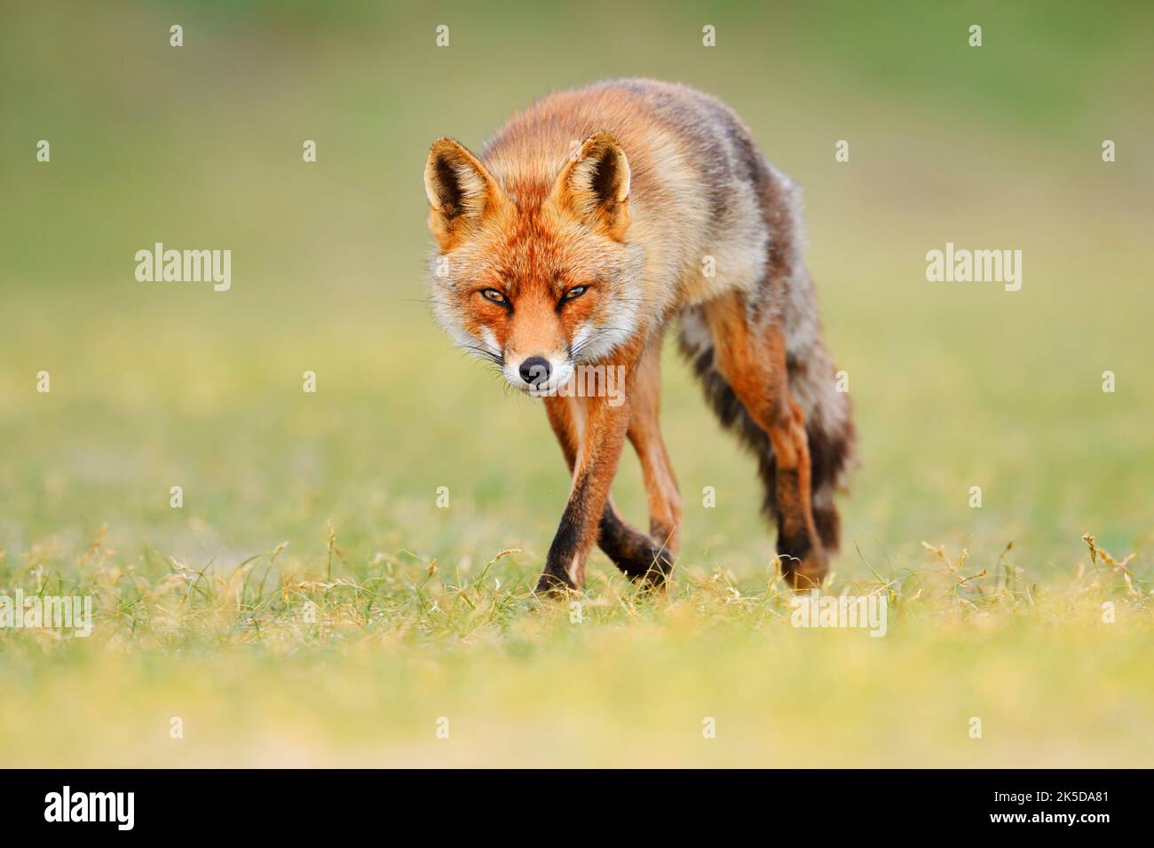 Go red fox vulpes hi-res stock photography and images - Alamy