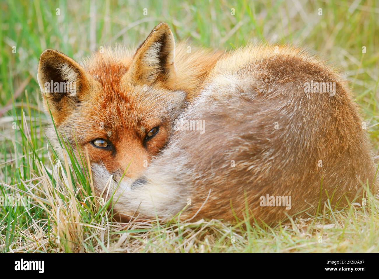 Fox lying down hi-res stock photography and images - Alamy