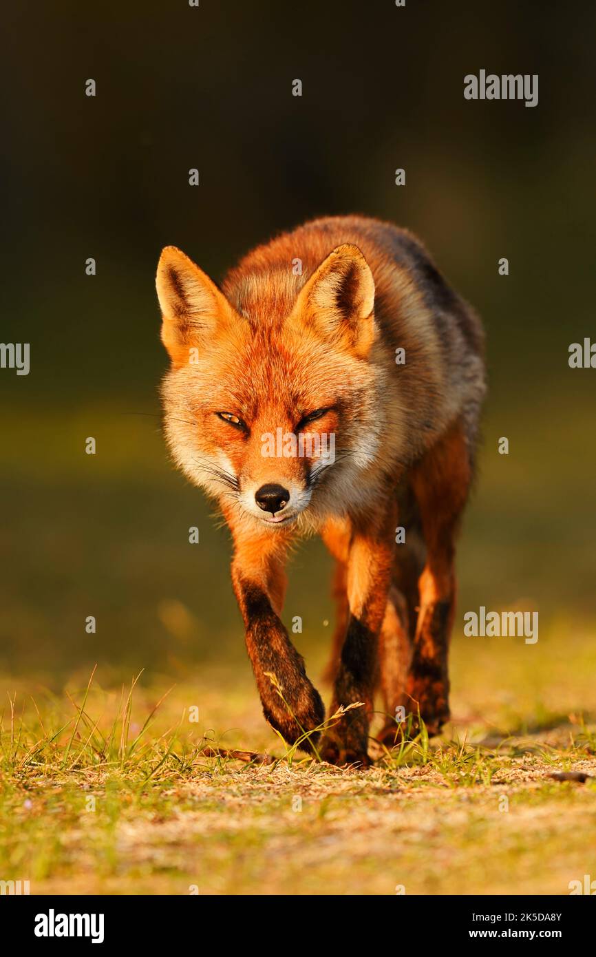 Red fox (Vulpes vulpes) in evening light, Netherlands Stock Photo - Alamy