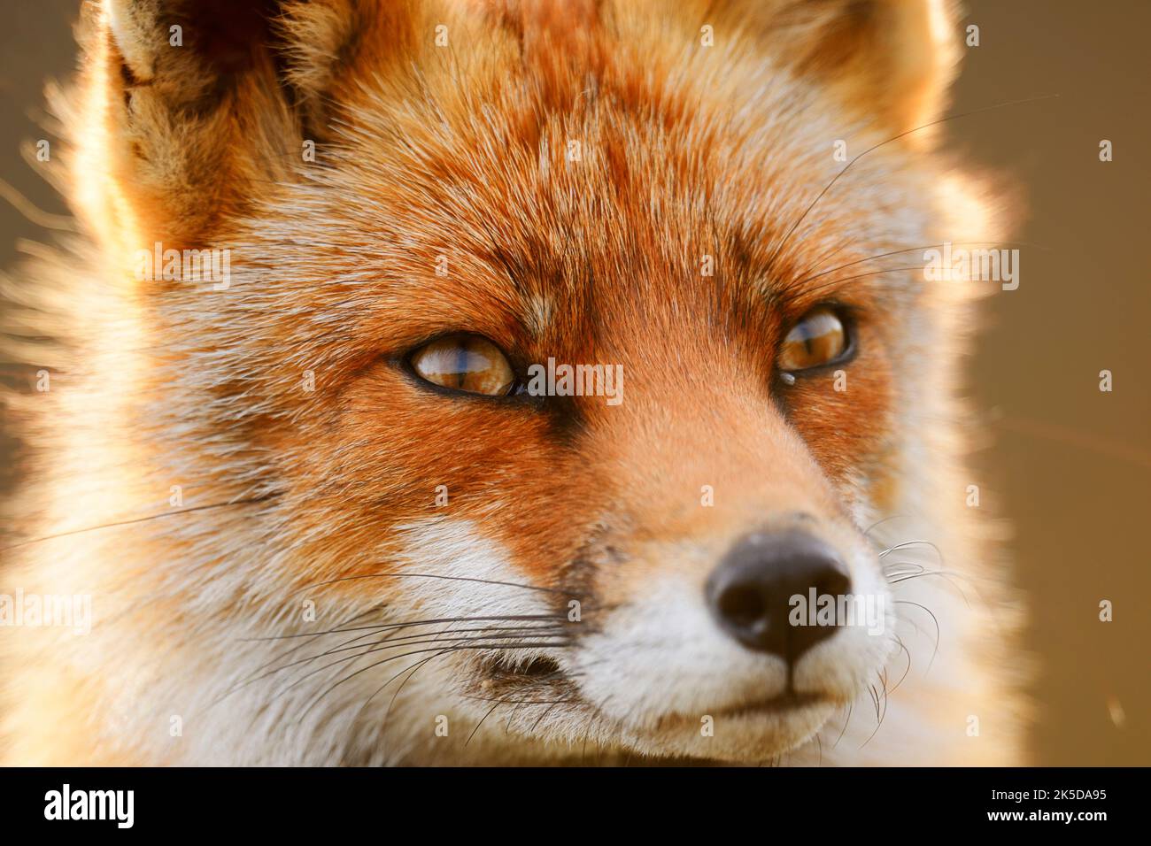 Red fox (Vulpes vulpes), portrait, North Holland, Netherlands Stock ...