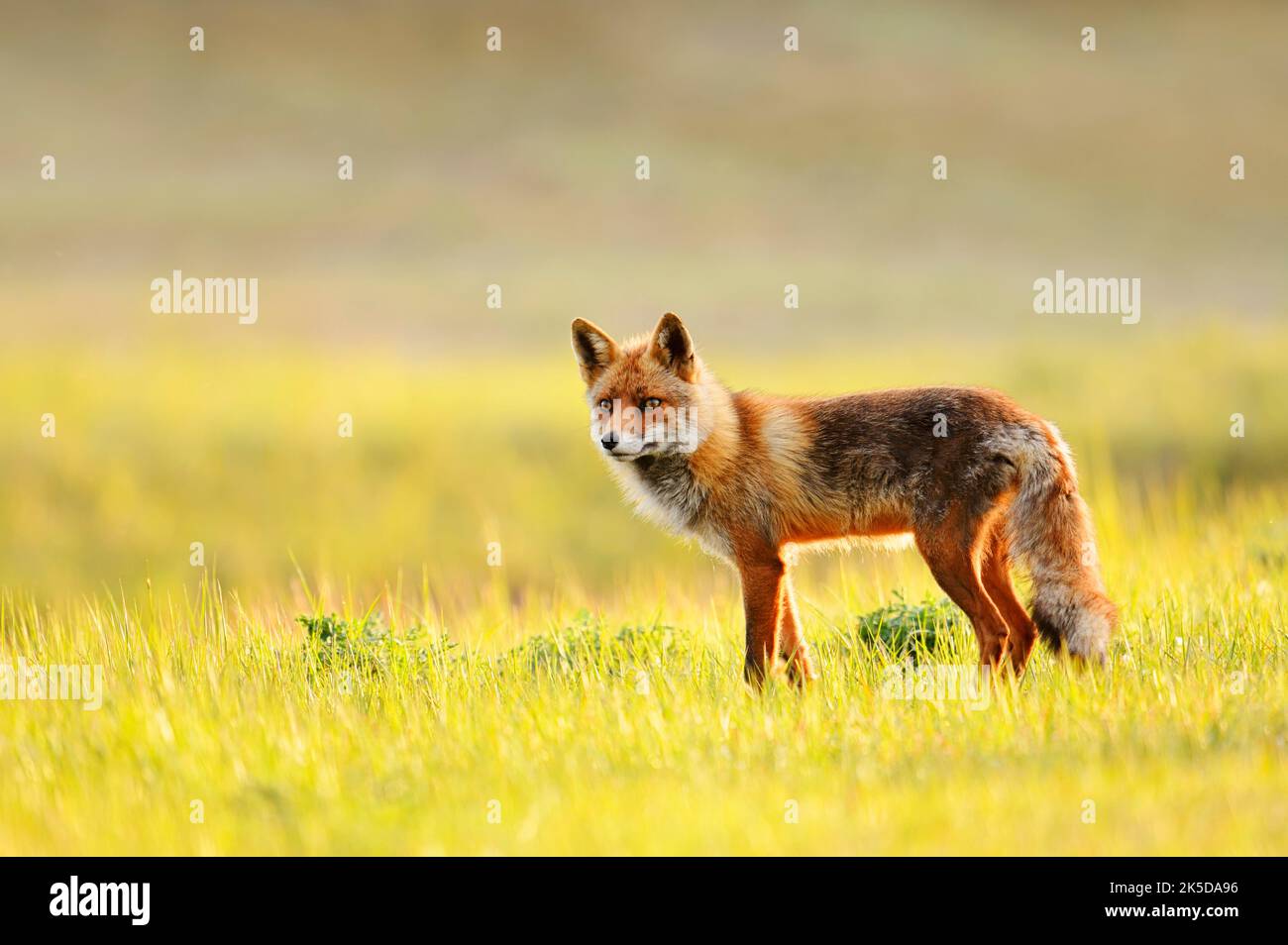 Red fox (Vulpes vulpes), Netherlands Stock Photo - Alamy