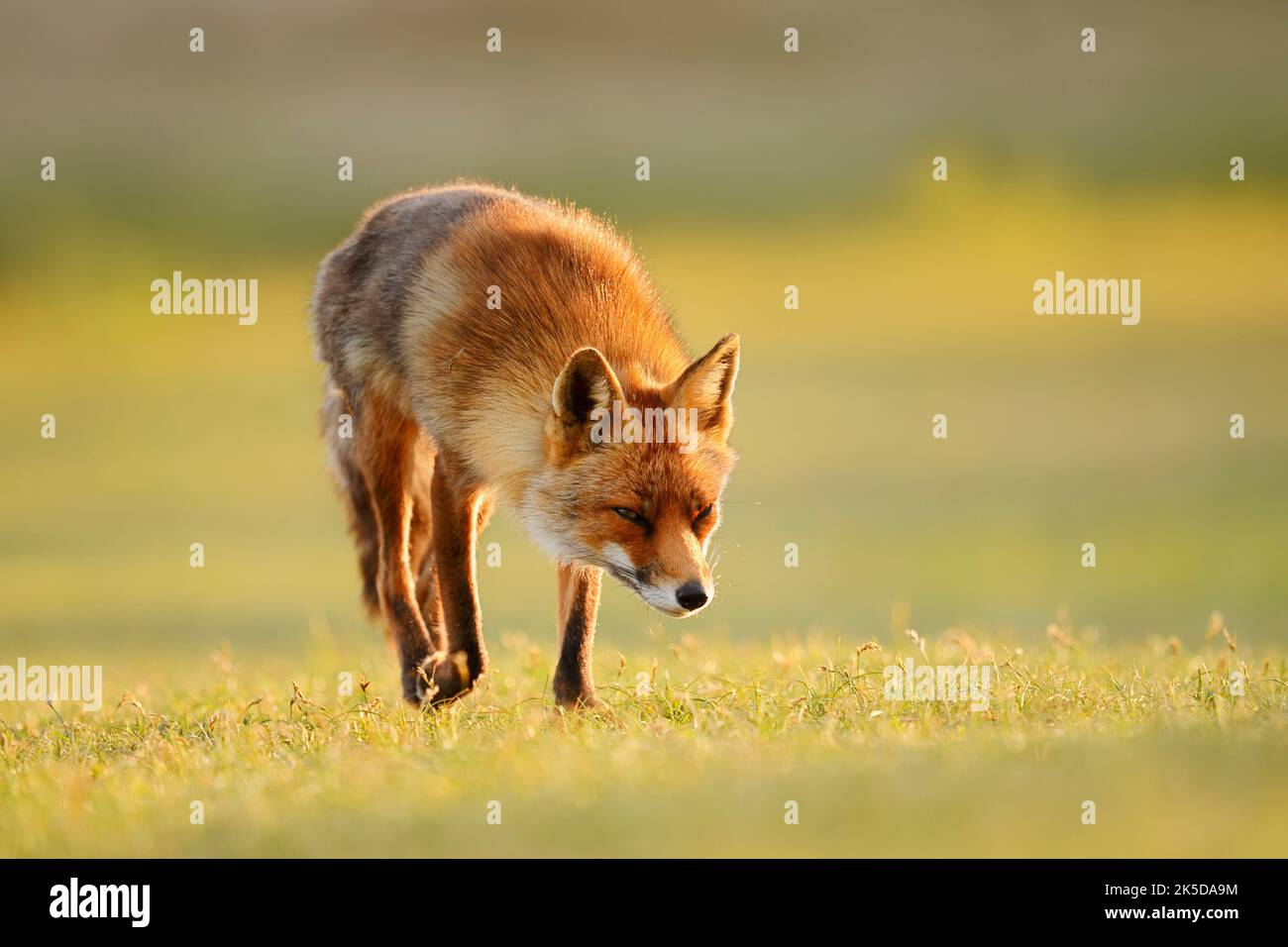 Red fox vulpes mammalia hi-res stock photography and images - Alamy