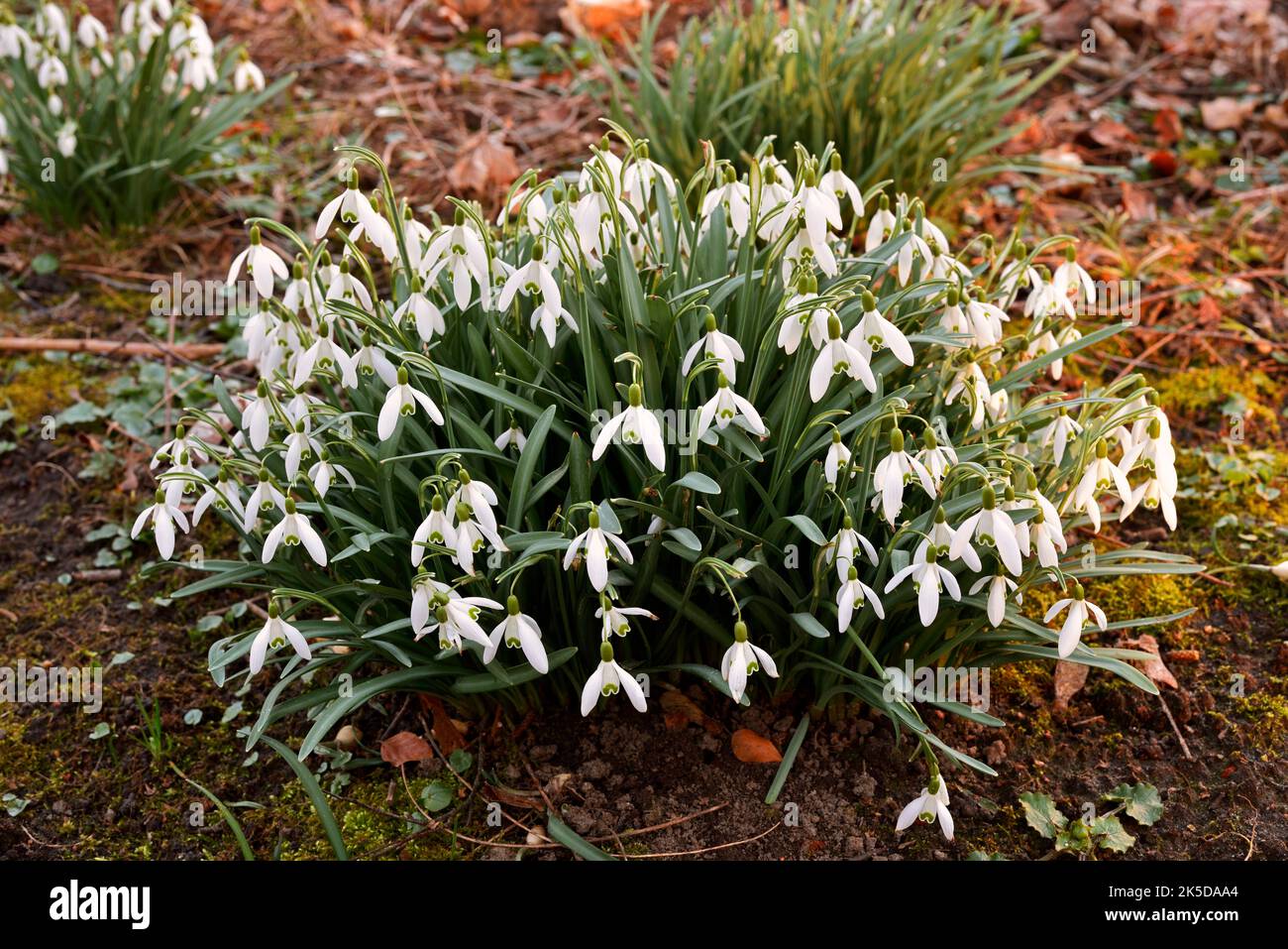 Small snowdrop (Galanthus nivalis), North Rhine-Westphalia, Germany ...