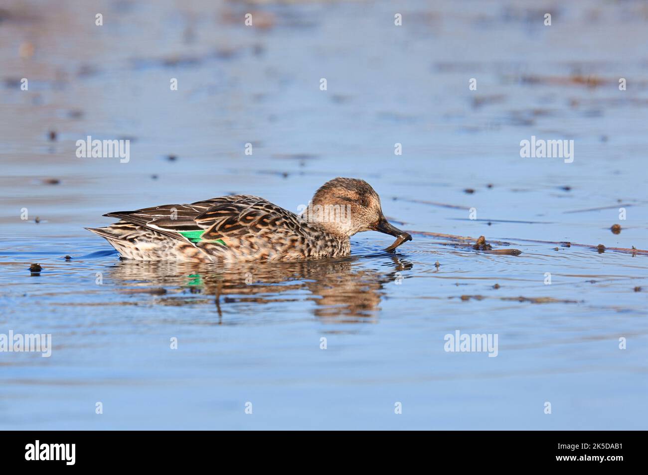 Common teal female anas hi-res stock photography and images - Alamy