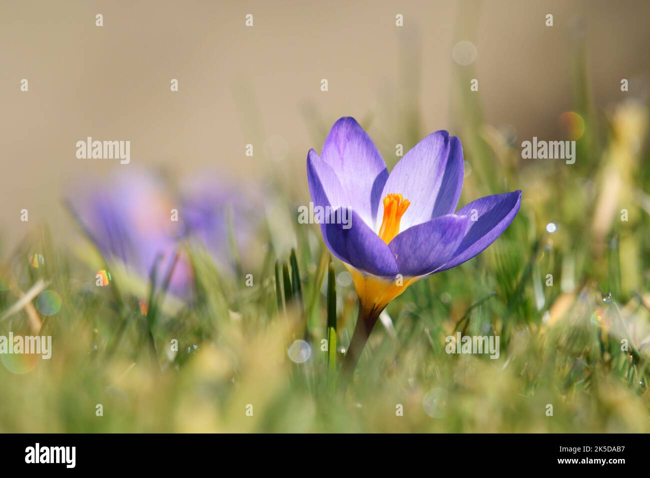Sieber crocus or Greek dwarf crocus (Crocus sieberi), North Rhine ...