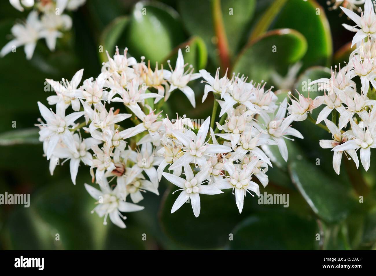 Money tree or penny tree (Crassula ovata), flowering, South Africa ...