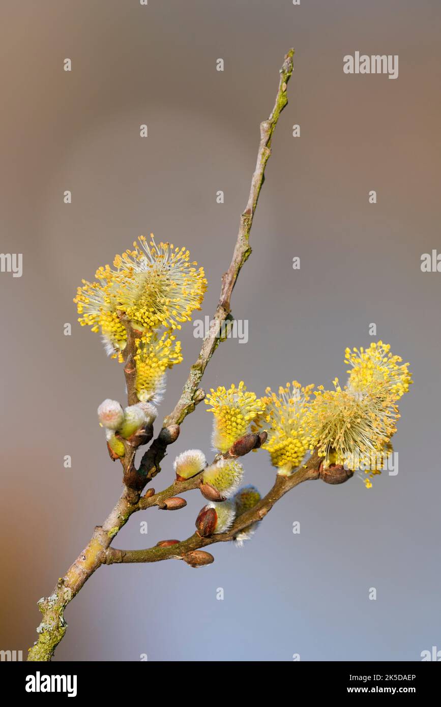 Sal willow (Salix caprea), male flowers, spring, North Rhine-Westphalia ...