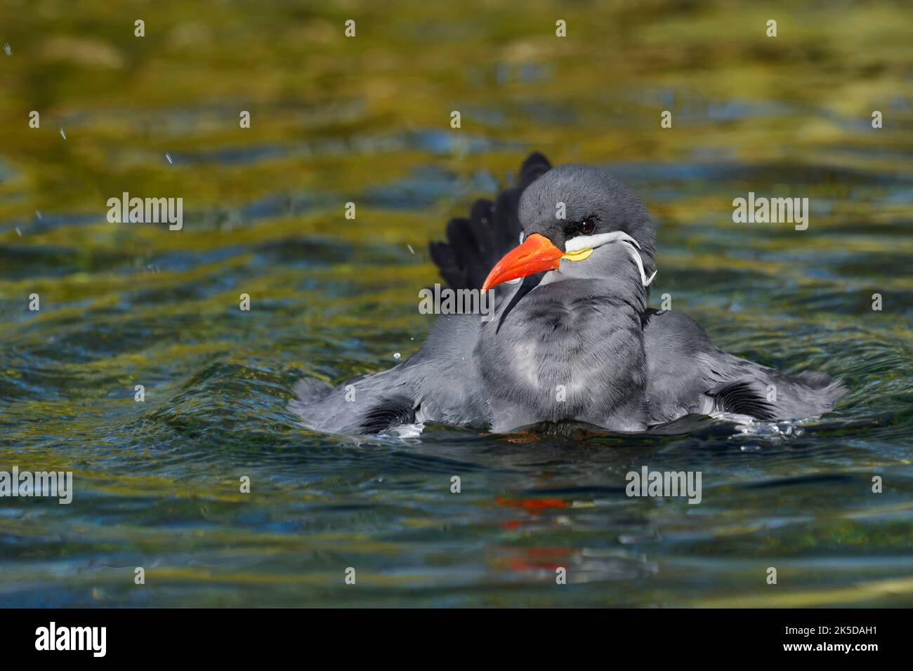 Inca tern (Larosterna inca), bathing, occurrence in South America Stock ...