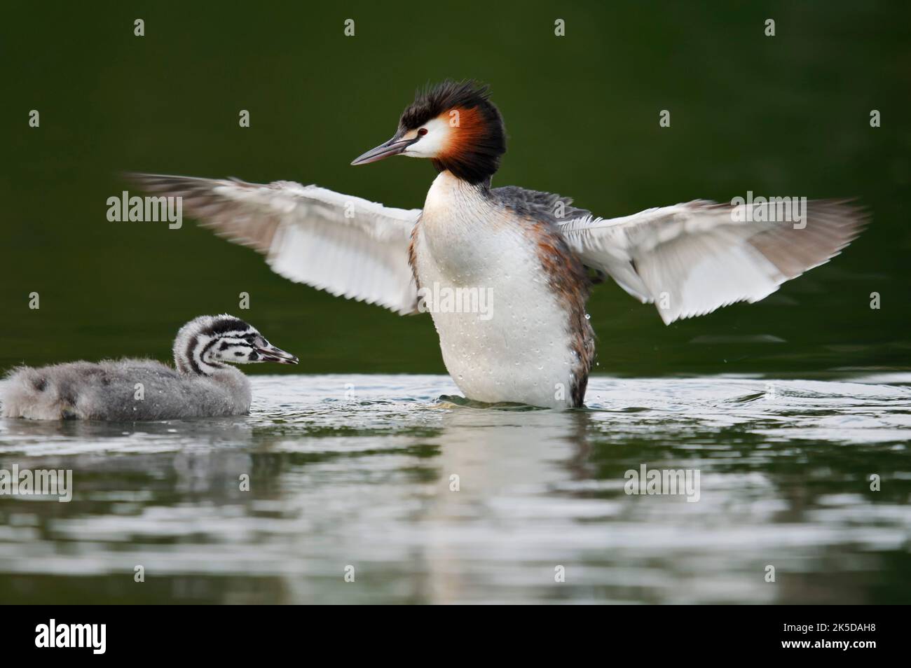 Great Crested Grebe (Podiceps cristatus), wing flapping with young bird ...