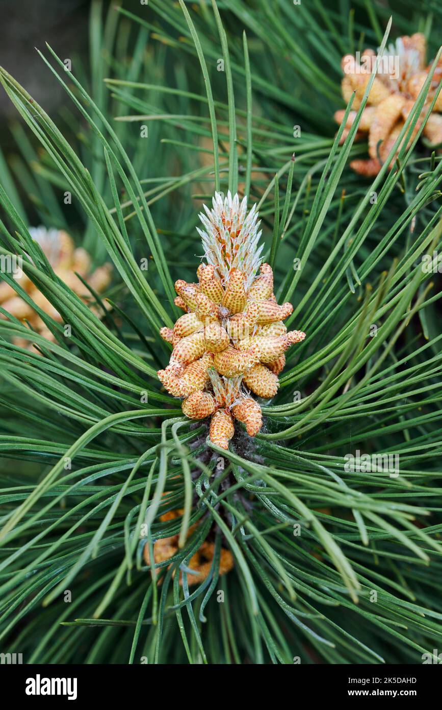 Black pine (Pinus nigra), male flowers, Flanders, Belgium Stock Photo ...