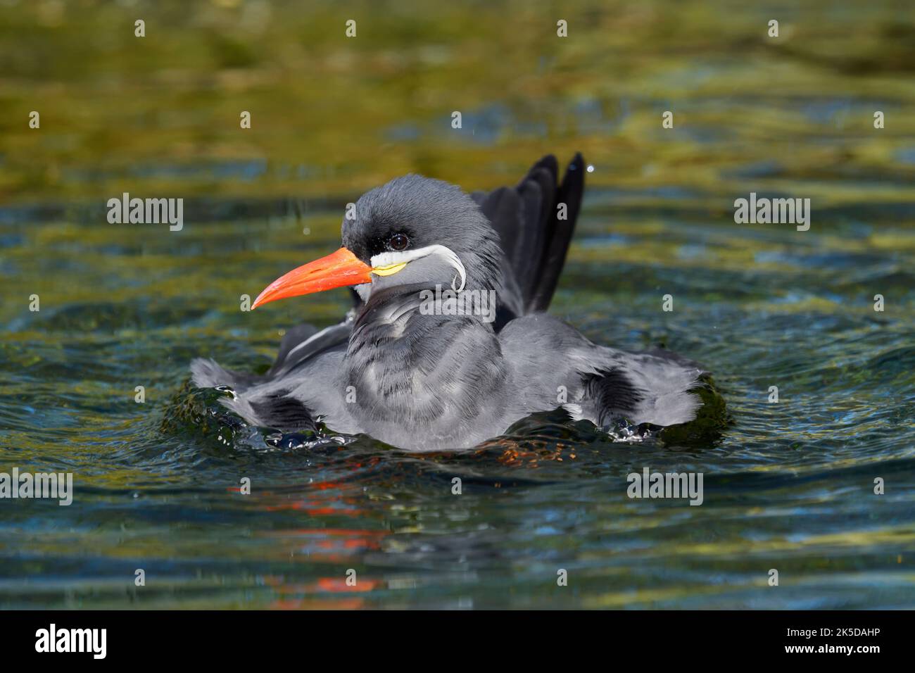 Inca tern (Larosterna inca), bathing, occurrence in South America Stock ...
