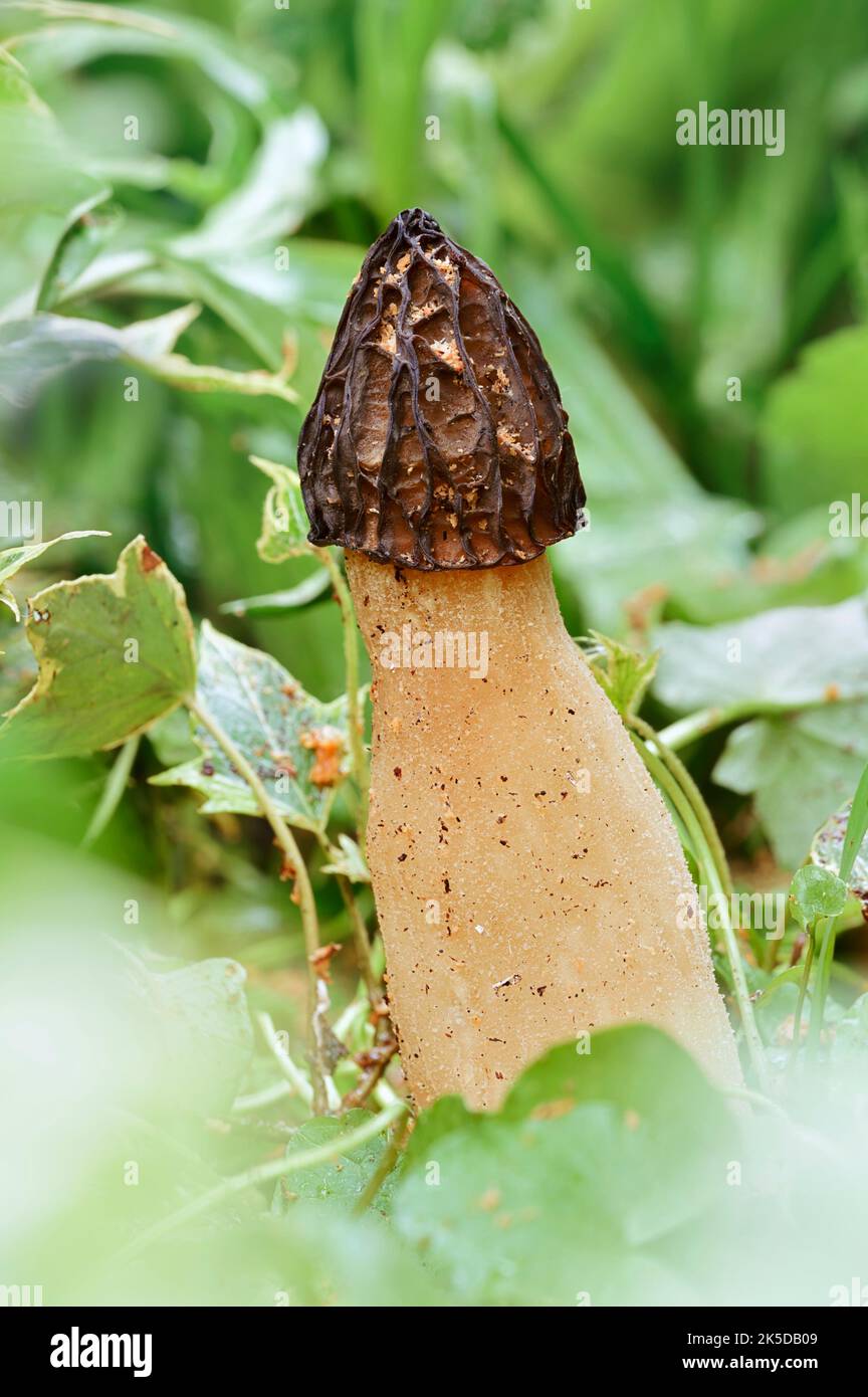 Cap morel (Morchella semilibera, Morchella gigas), North Rhine ...