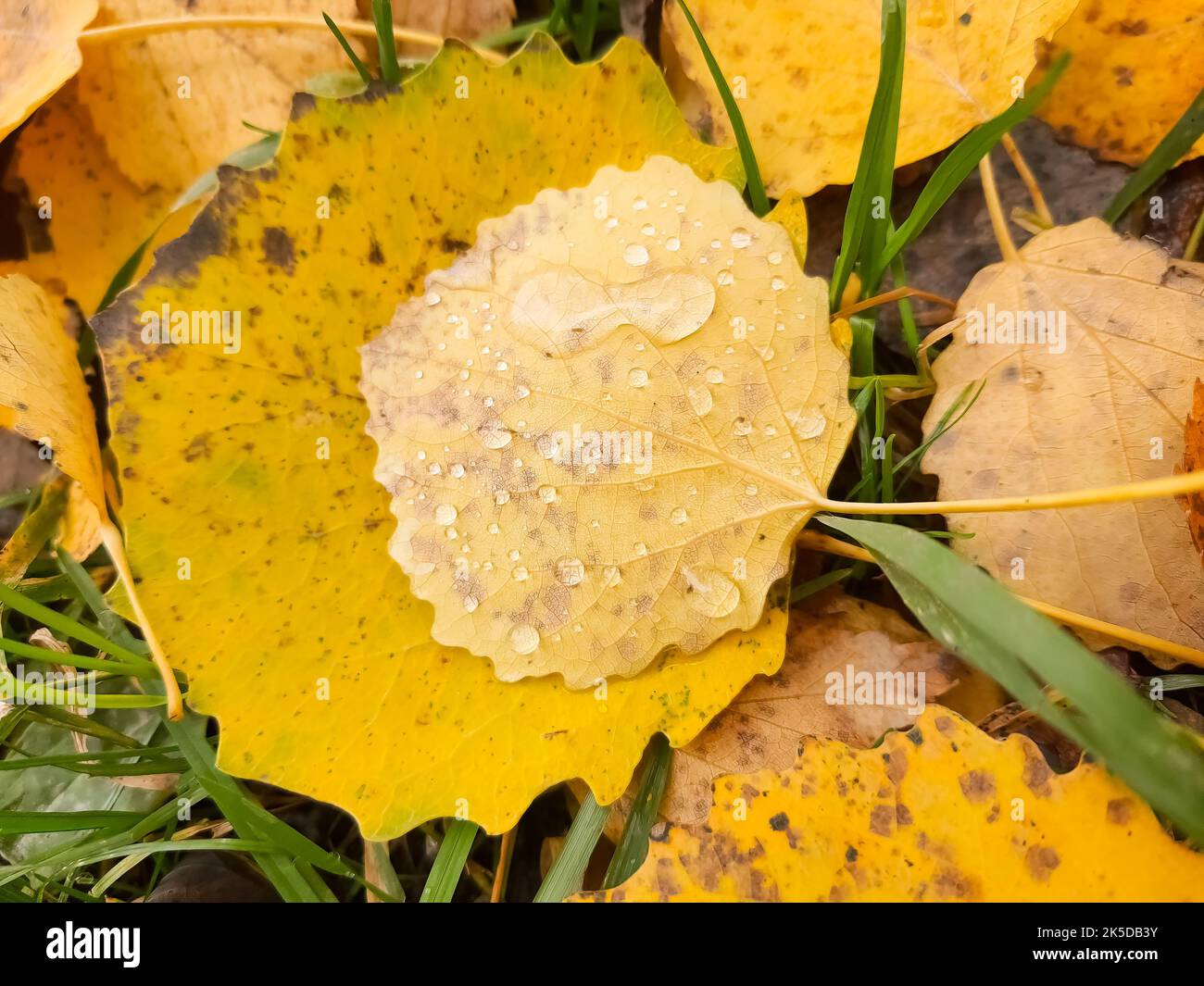 Carpet of colorful autumn leaves. leaf fall. Leaves of aspen, oak ...