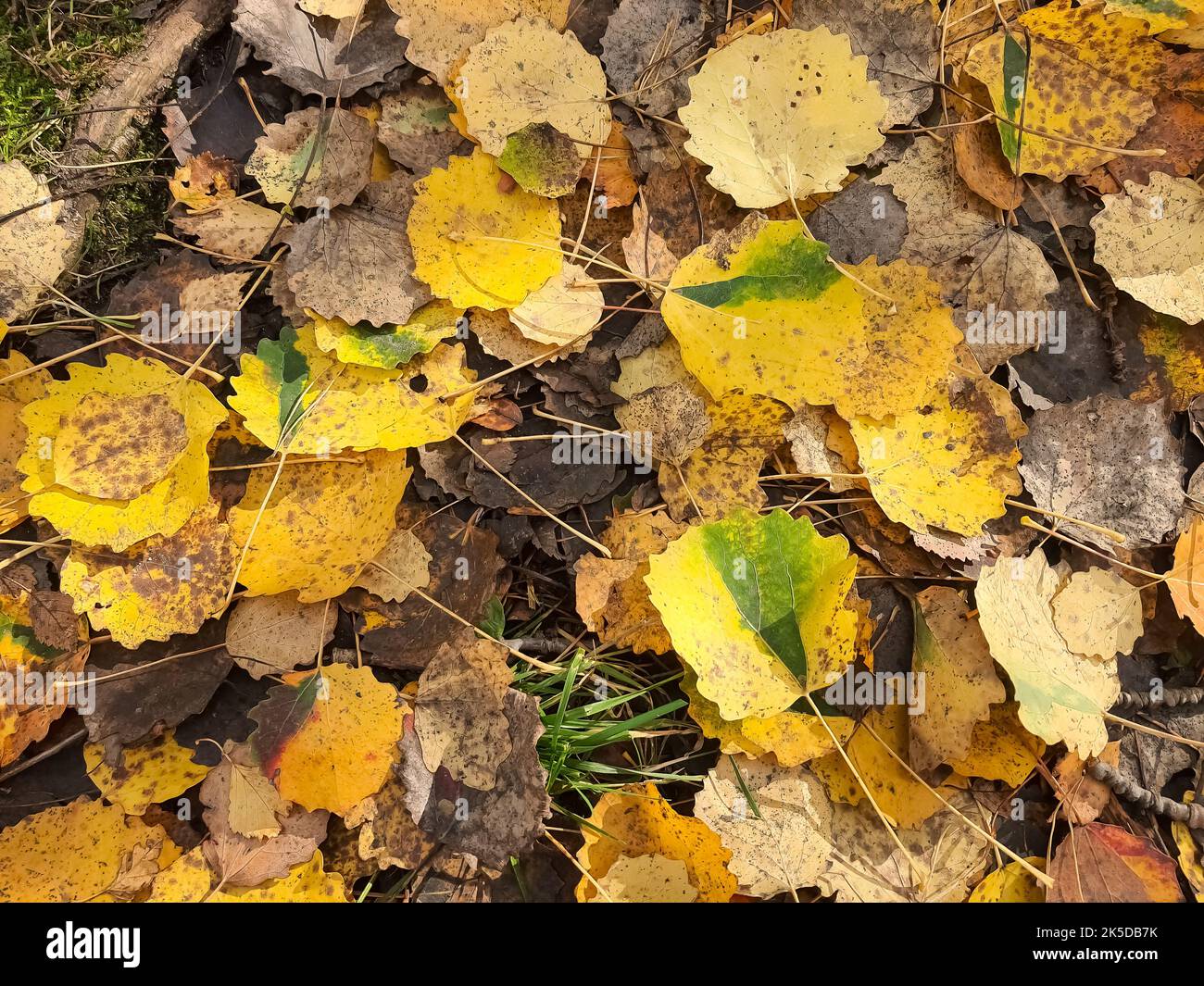 Carpet of colorful autumn leaves. leaf fall. Leaves of aspen, oak ...