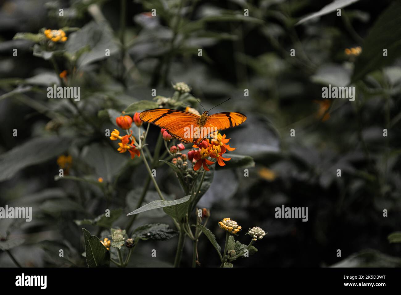 Butterfly in the summer hi-res stock photography and images - Alamy