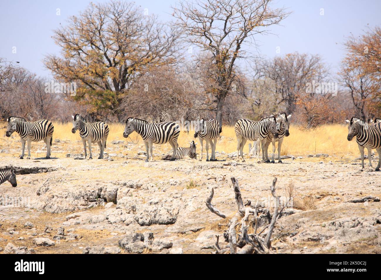 Herd of Zebra on a small outcrop with a natural bush background in ...