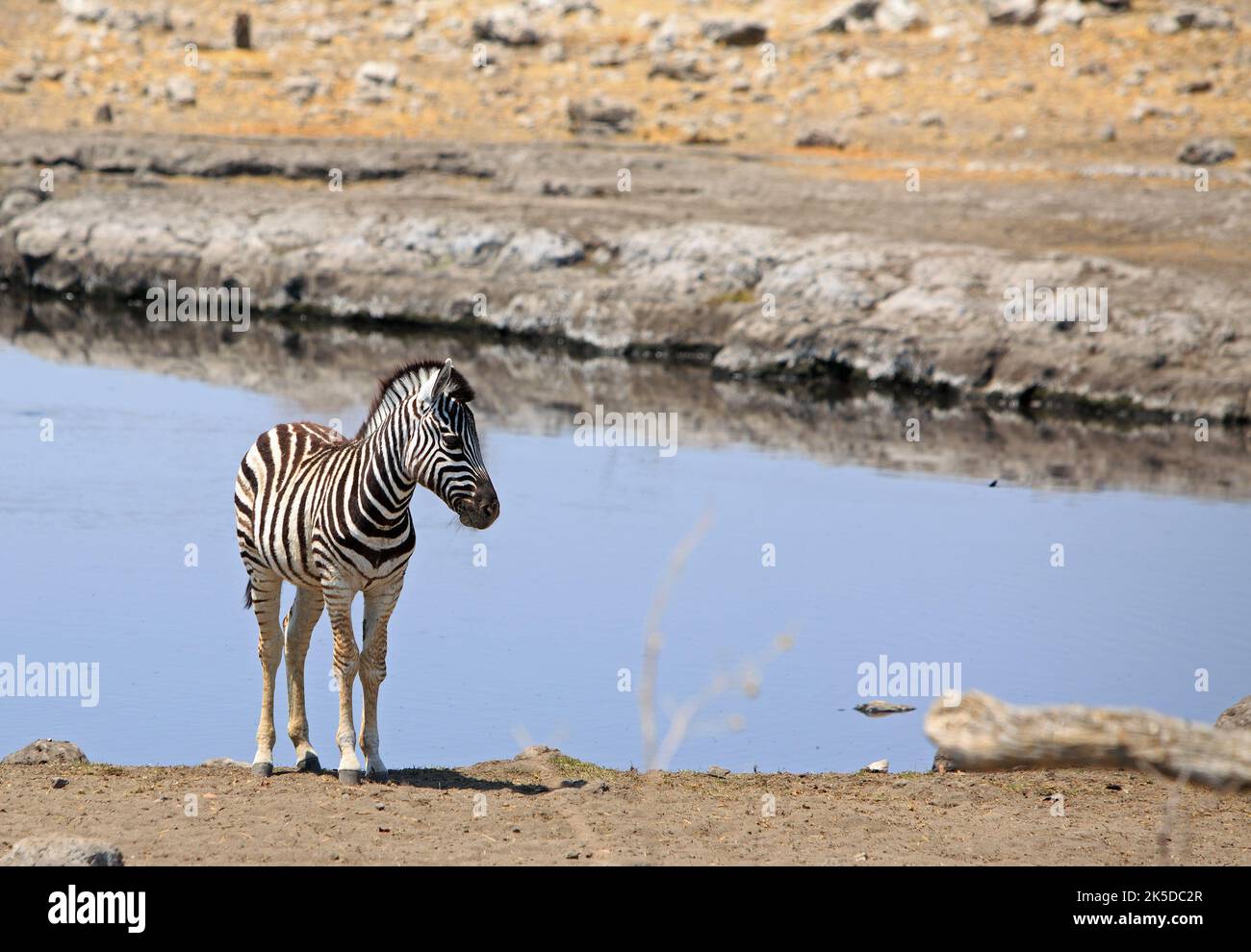 Isloated small zebra foal standing at the edge of a waterhole in Etosha ...