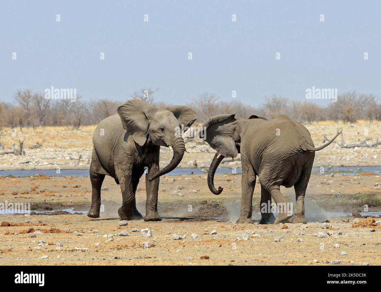 Adolescent Elephants trying to show their dominance with ears flapping ...