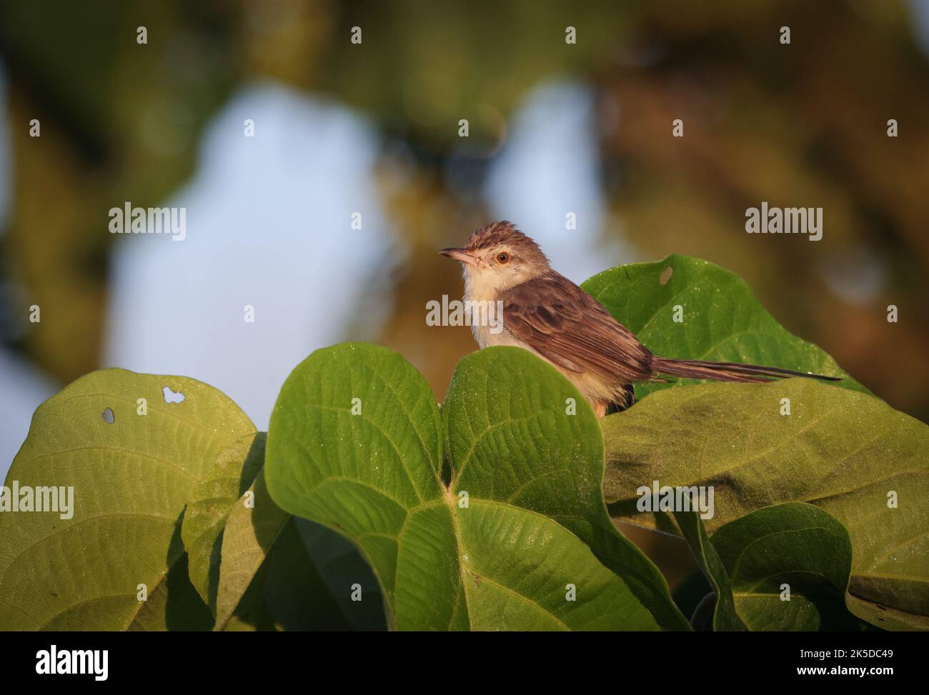 Indian wren bird hi-res stock photography and images - Alamy