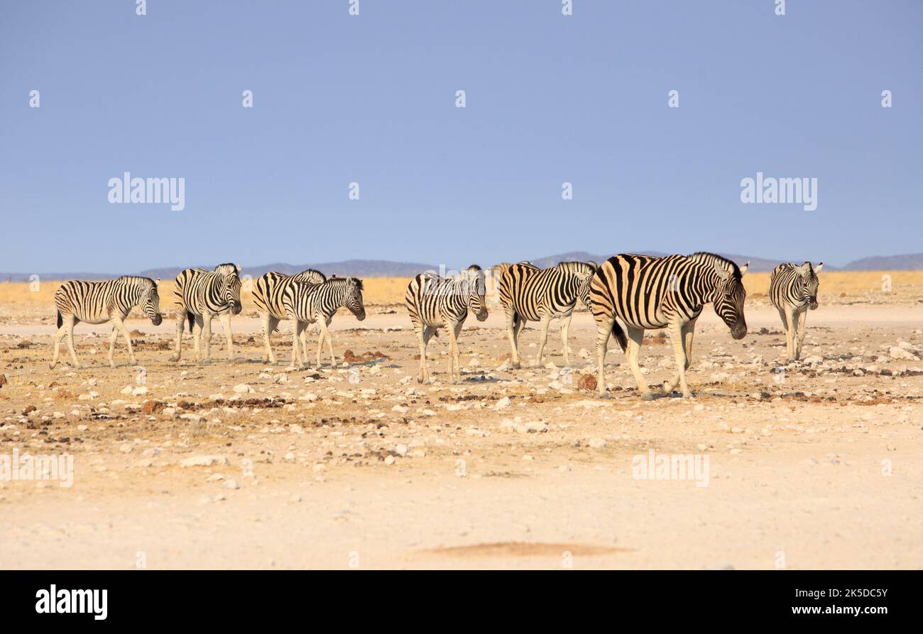 Herd of Zebra walking in a straight line, with a pale blue sky and dry ...