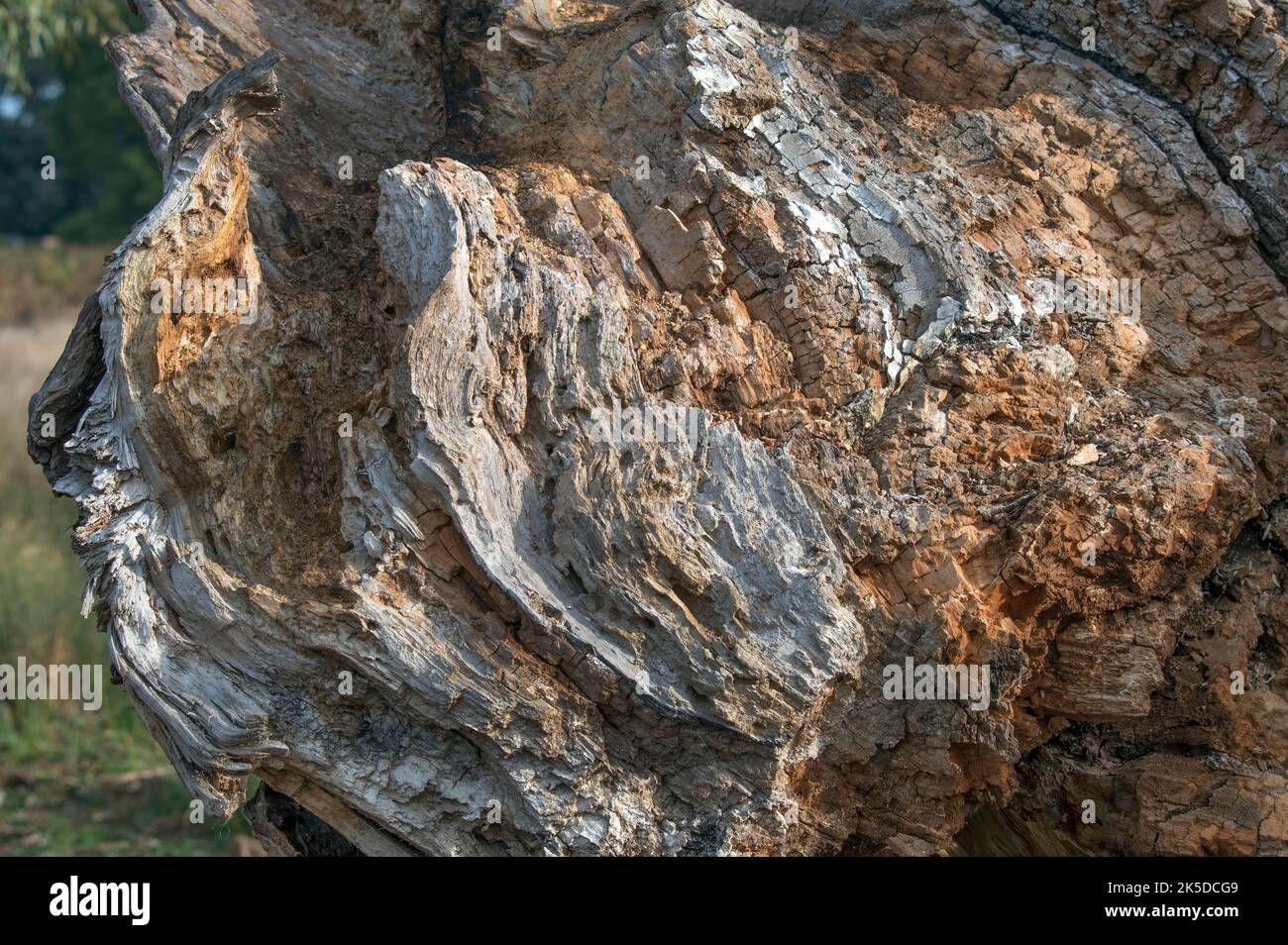 It is wonderful how nature gives beauty in a rotting tree Stock Photo ...