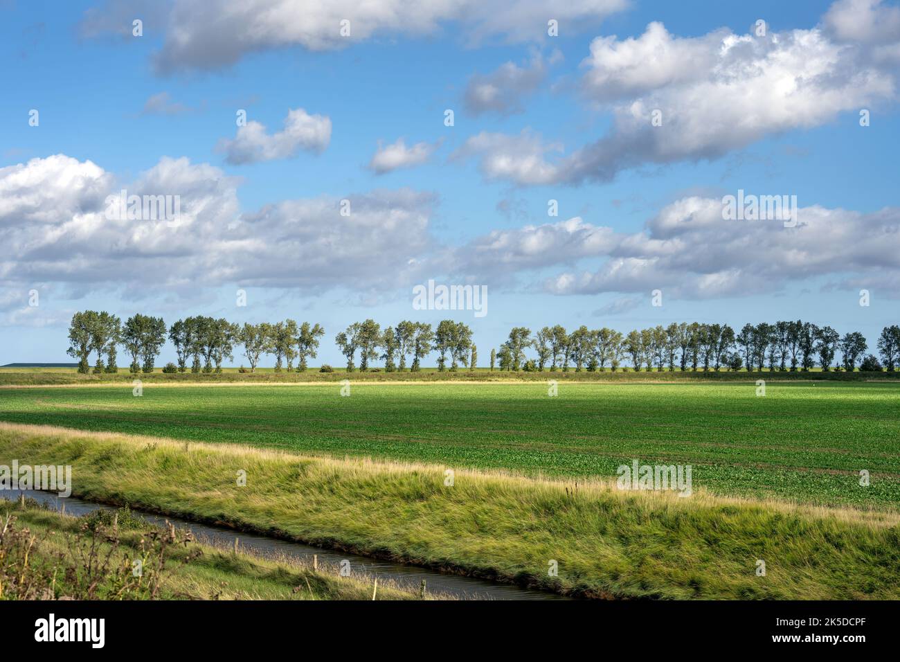 Landscape in the Fens, channel, field and trees on an autumn day ...