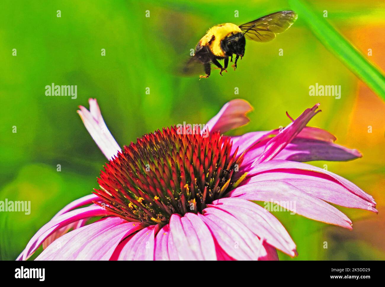 Bumble bee in flight Stock Photo - Alamy