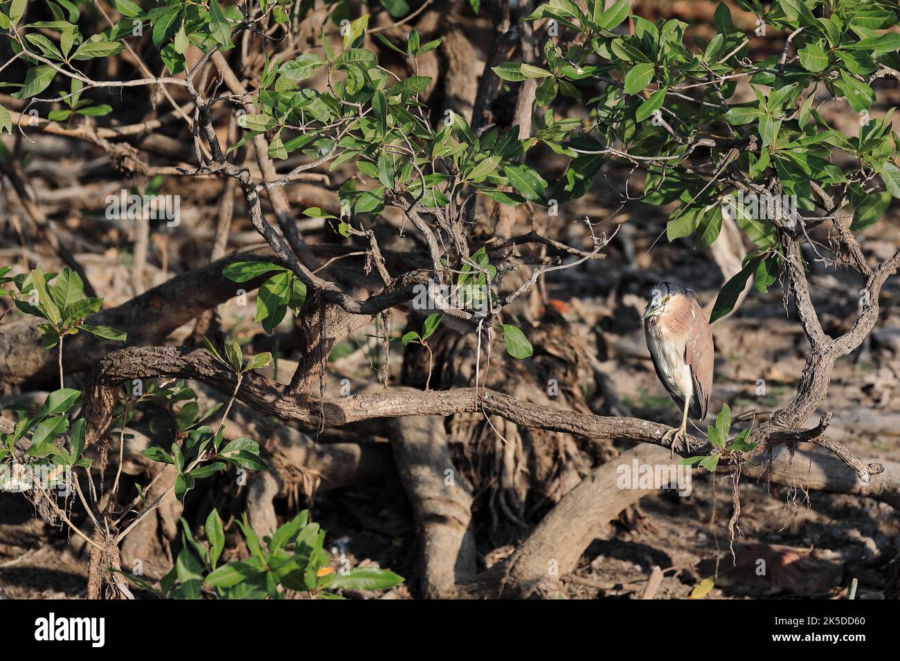 231 Nankeen or rufous night heron -Nycticorax caledonicus- perched on a ...