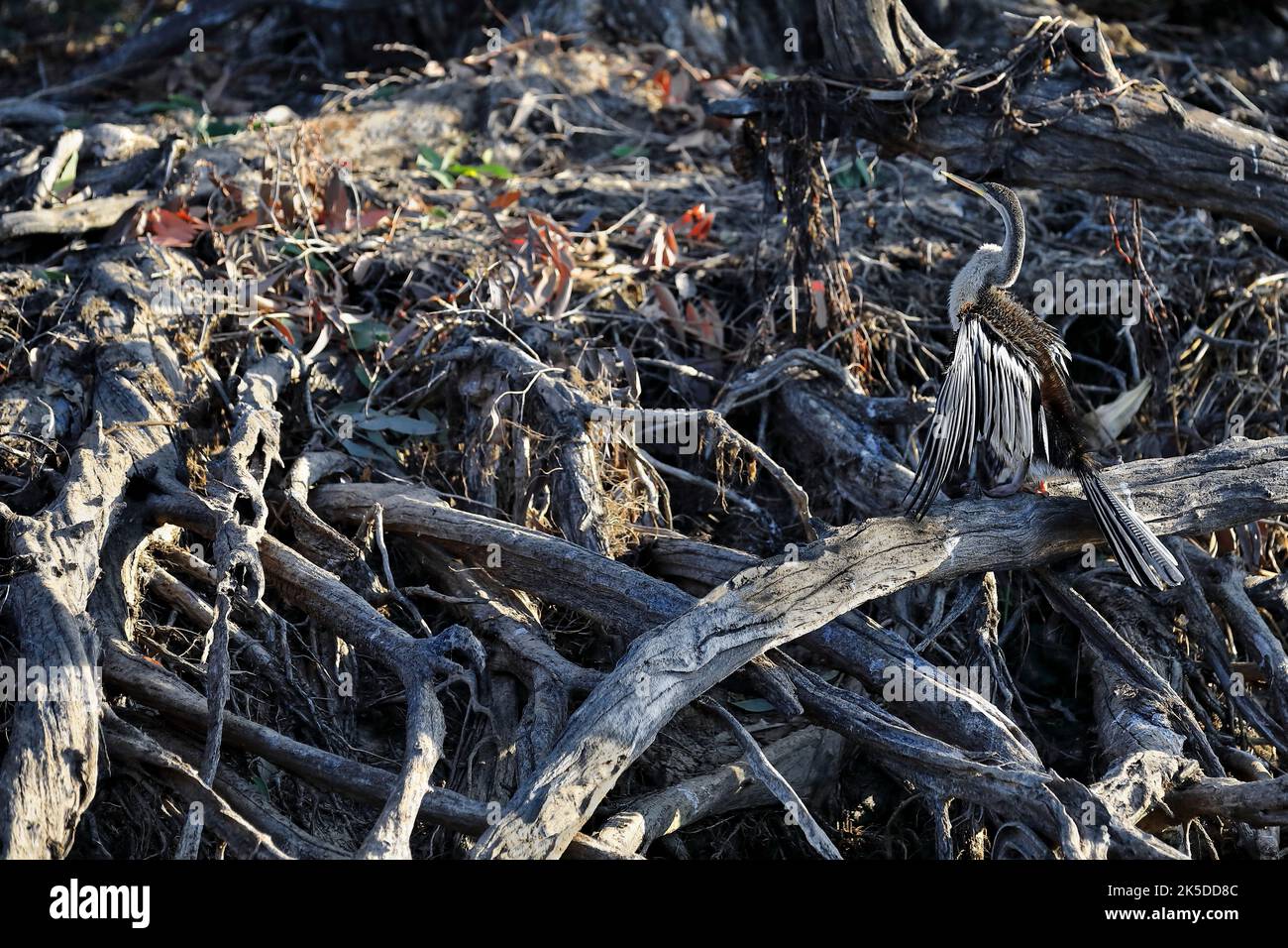 232 Australasian darter bird drying wings among dead tree trunks ...