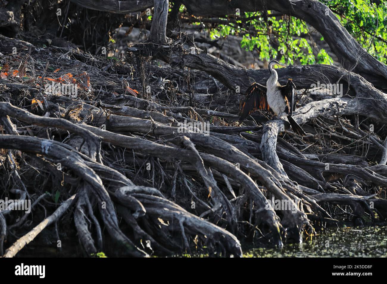Australian swamp underwater hi-res stock photography and images - Alamy