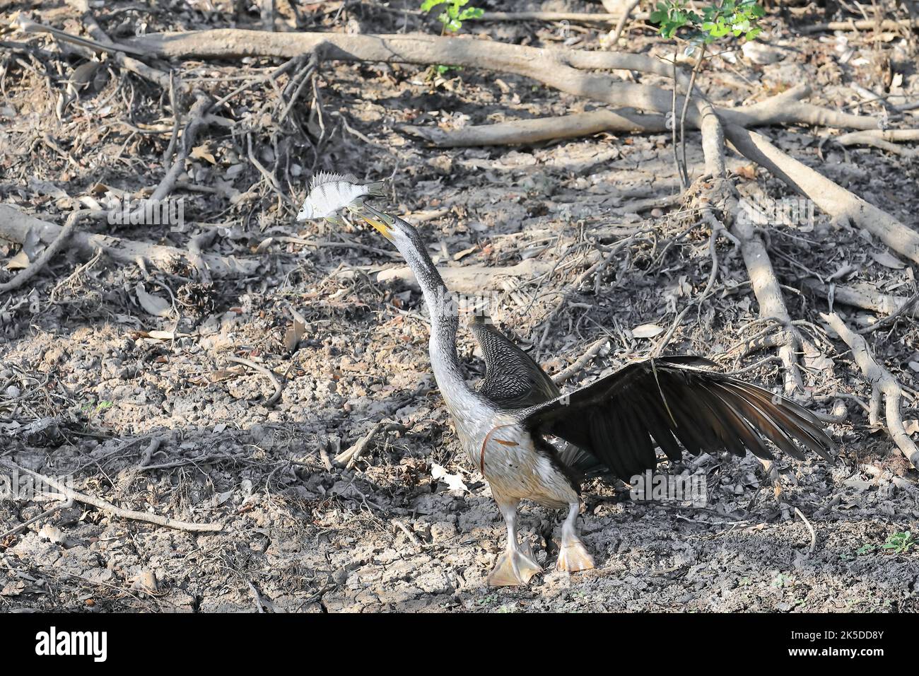 Australian swamp underwater hi-res stock photography and images - Alamy