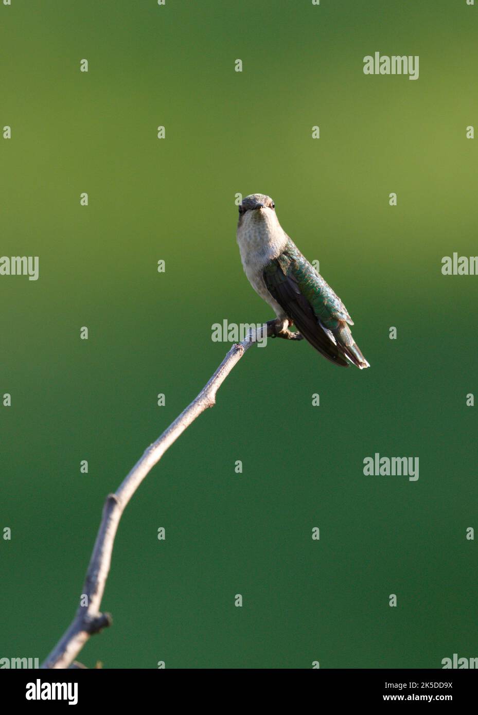 Bird on mango tree hi-res stock photography and images - Alamy