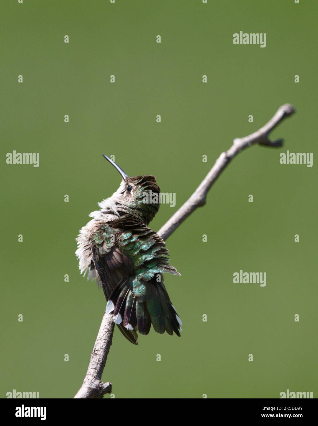 A vertical closeup of Hispaniolan mango standing on a tree branch with ...