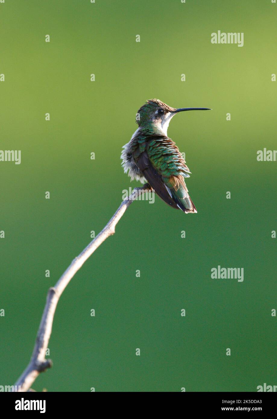 A vertical closeup of Hispaniolan mango standing on a tree branch with ...