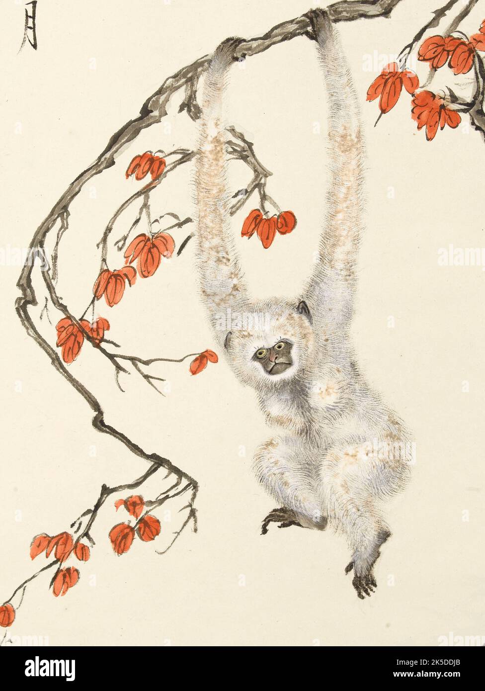 White monkey, 1937 Stock Photo - Alamy