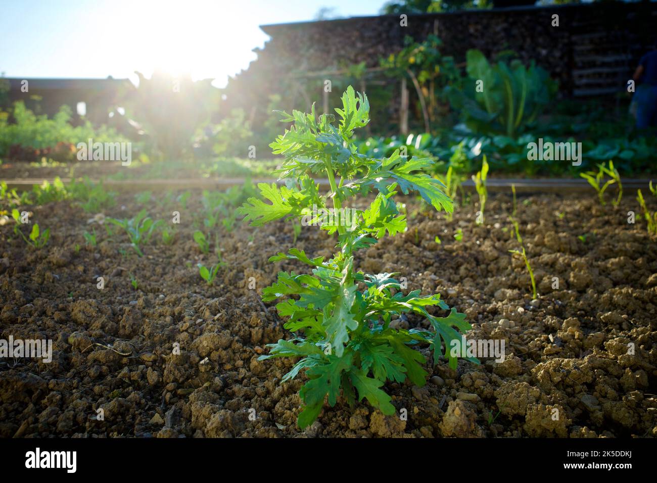 Garland Chrysanthemum. A.k.a. Tong Ho , Shungiku, Glebionis coronaria ...