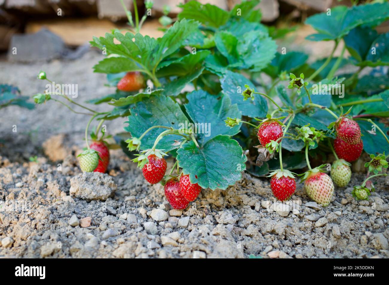 Growing strawberries on a backyard farm Stock Photo - Alamy
