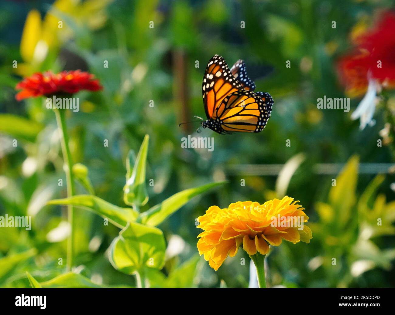 Monarch butterfly in flight in garden of flowers in Michigan, USA Stock ...