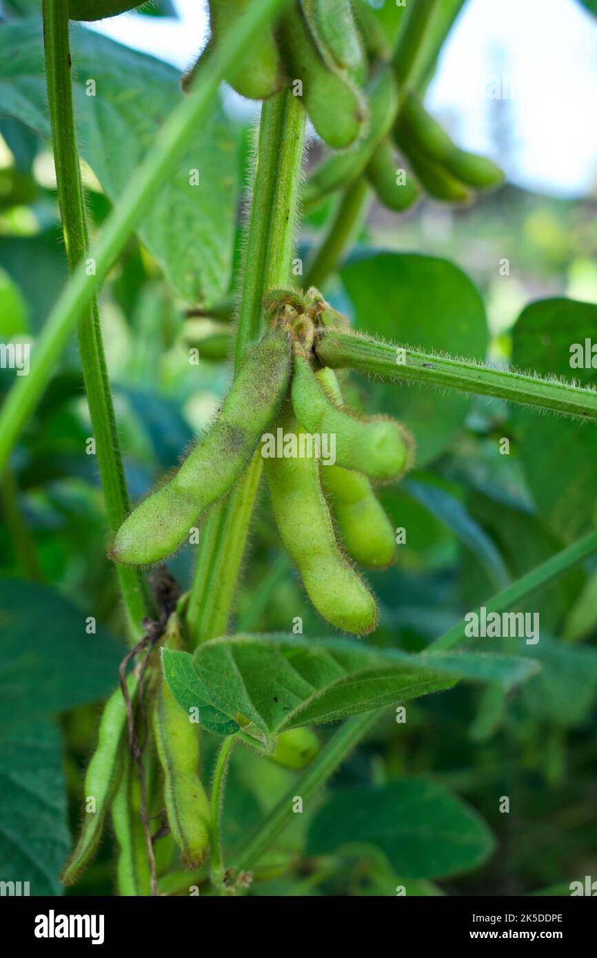 Growing soybeans in the field Stock Photo - Alamy
