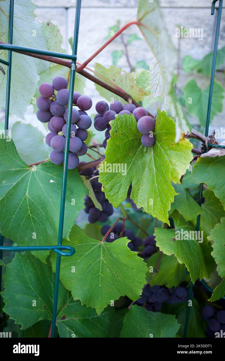 Growth on grape vine leaves hi-res stock photography and images - Alamy