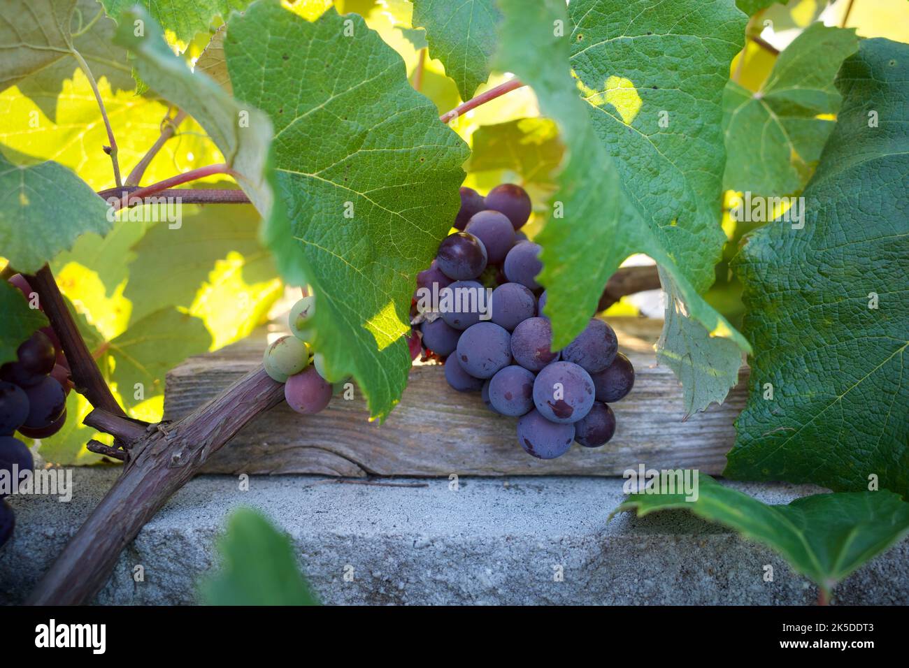 Growth on grape vine leaves hi-res stock photography and images - Alamy