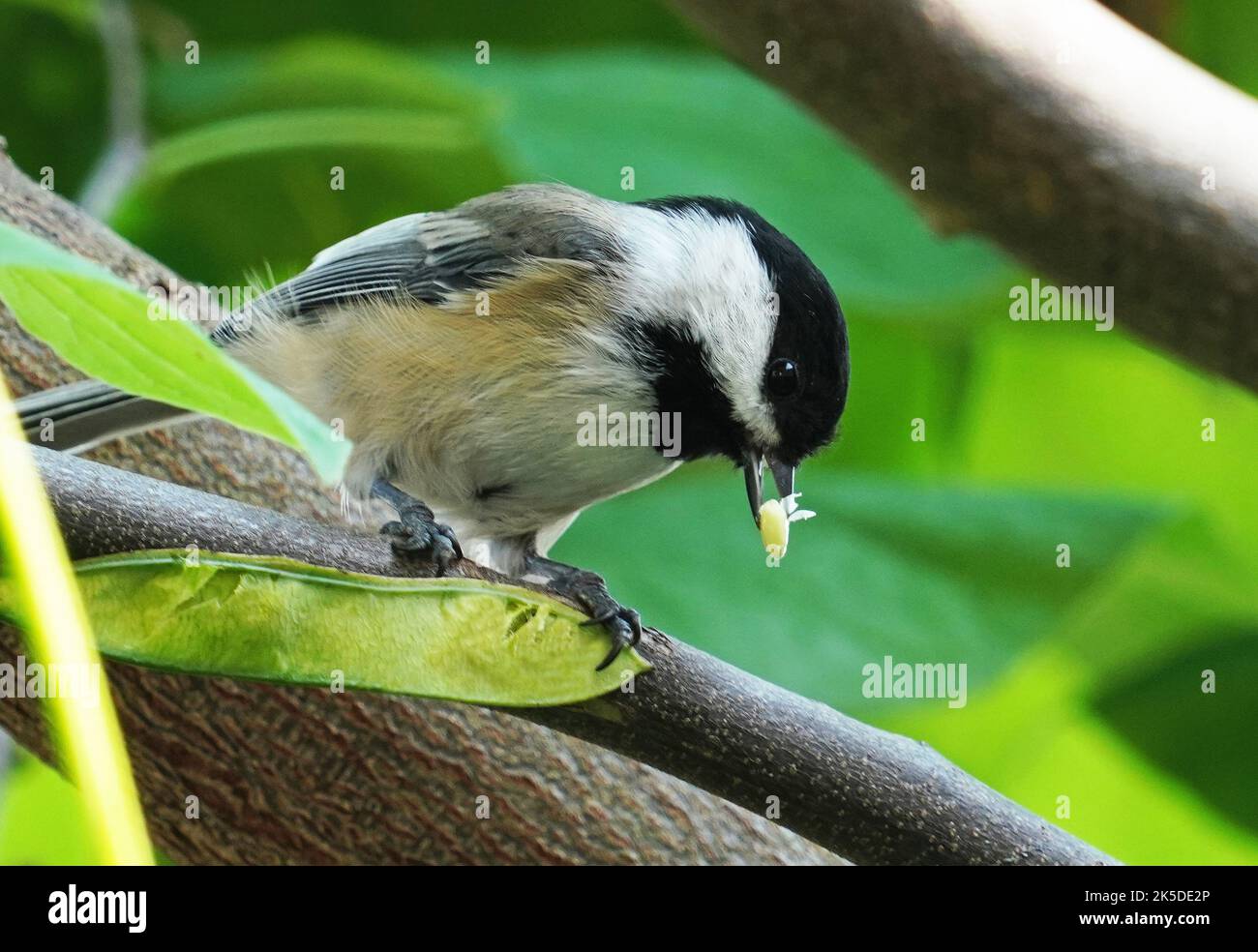 Black-capped Chickadee opening Redbud seed pod in Michigan, USA Stock ...