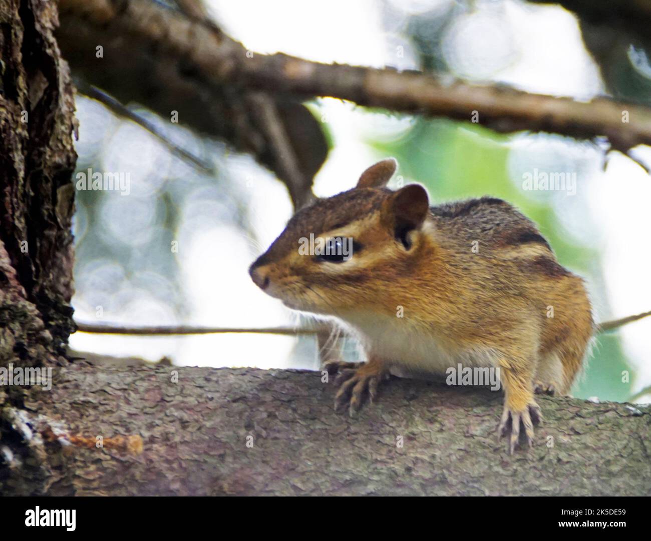 Chipmunk in pine tree in southern Michigan Stock Photo - Alamy