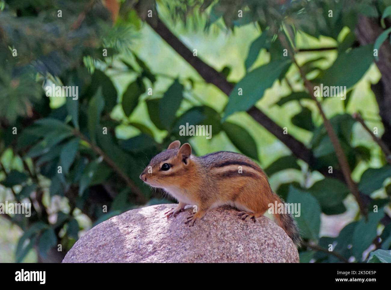 Chipmunk standing on rock in Michigan, USA Stock Photo - Alamy