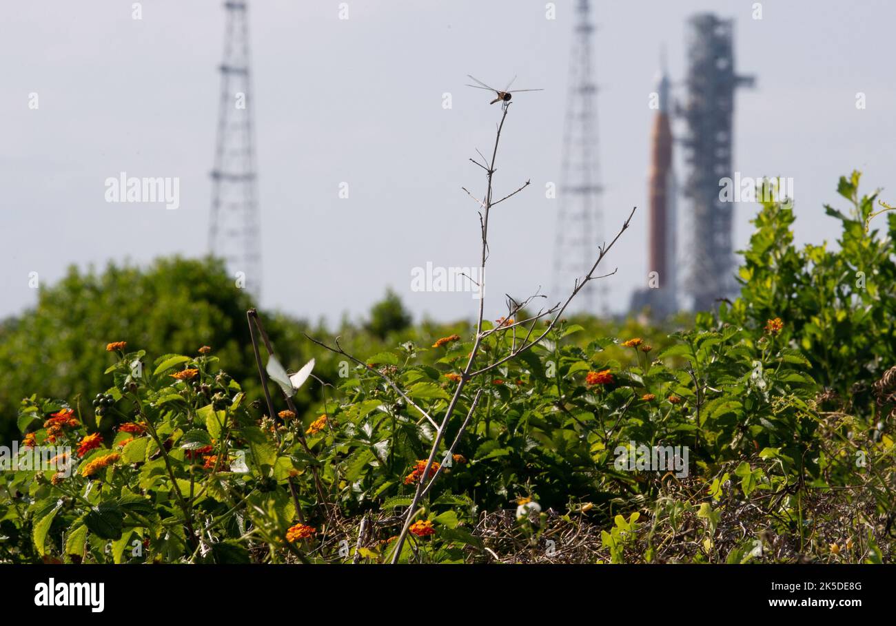 A dragon fly is seen as NASA’s Space Launch System (SLS) rocket with ...